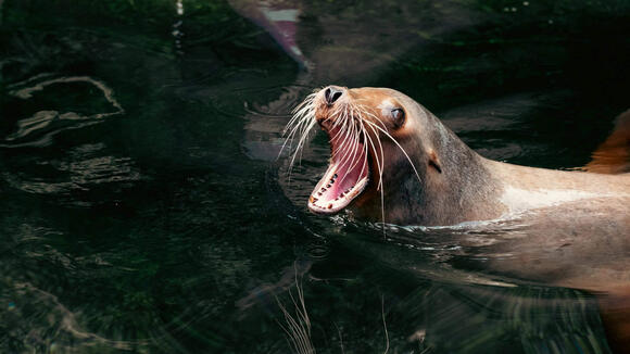 Top 10 Animals and Wildlife in Antarctica - NewsBreak