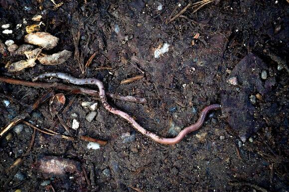 Worms Have Brains — And They Might Be Smarter Than You Think - NewsBreak