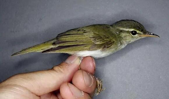 New Bird Species Discovered in Japan’s Tokara Islands After 45 Years ...