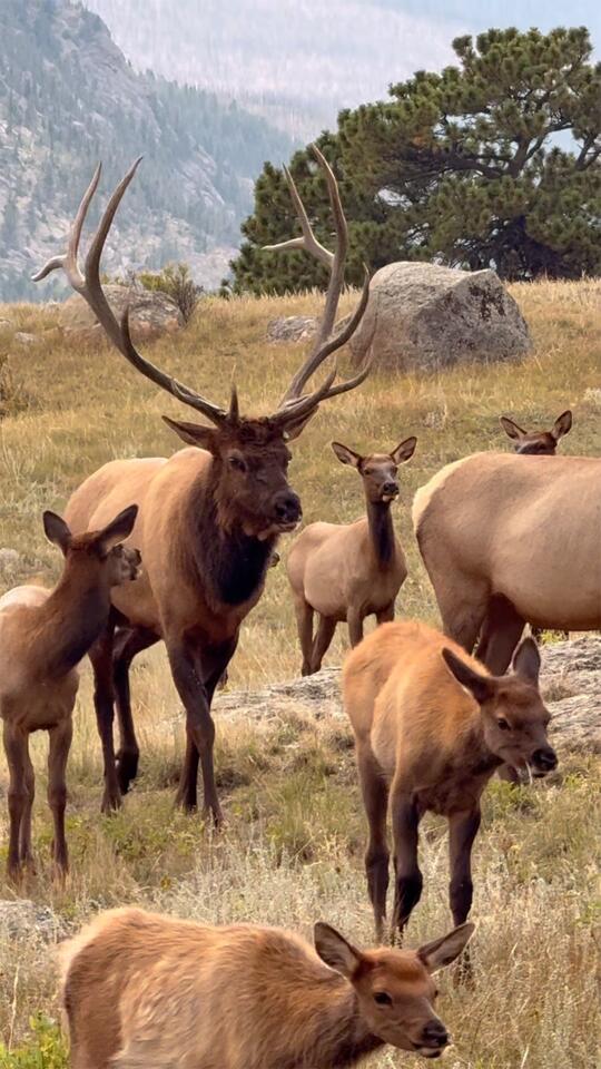 Colorado's wildlife community mourns the loss of Split 5, an Estes Park ...