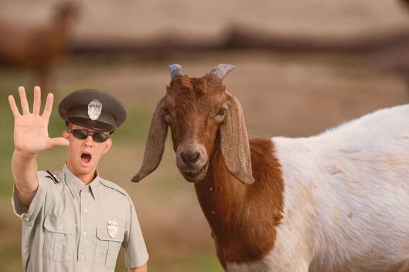 Goat Arrest Turns Hilarious When Texas Cop Reads Its Rights - NewsBreak