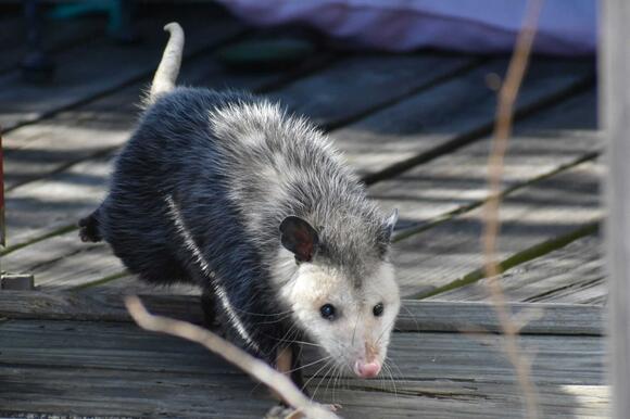 How Opossums Fake Death to Avoid Predators - NewsBreak