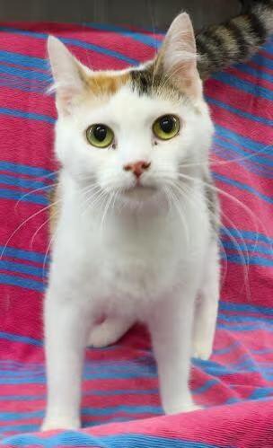 🐱 Gentle Cats Waiting for Loving Homes in Thief River Falls - NewsBreak