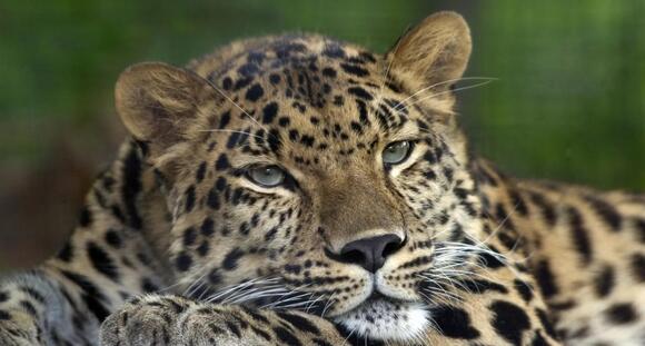 6 Big Cat Subspecies You Didn’t Know Existed - NewsBreak