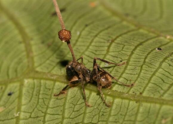 The Fungus That Turns Insects Into Zombies (Ophiocordyceps) - NewsBreak