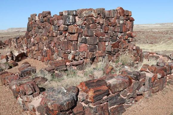 Unearthing the Secrets: What Lies Beneath the Petrified Forest National ...