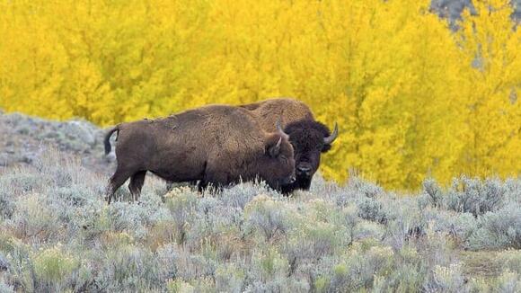 16 Things You Did Not Know About Plains Bison - NewsBreak