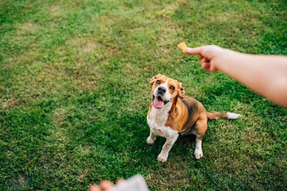 How to Stop a Dog from Digging - NewsBreak