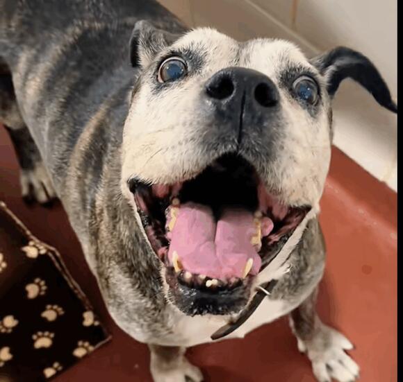 Senior Dog’s Heartbreaking Journey After Losing Her Forever Person ...
