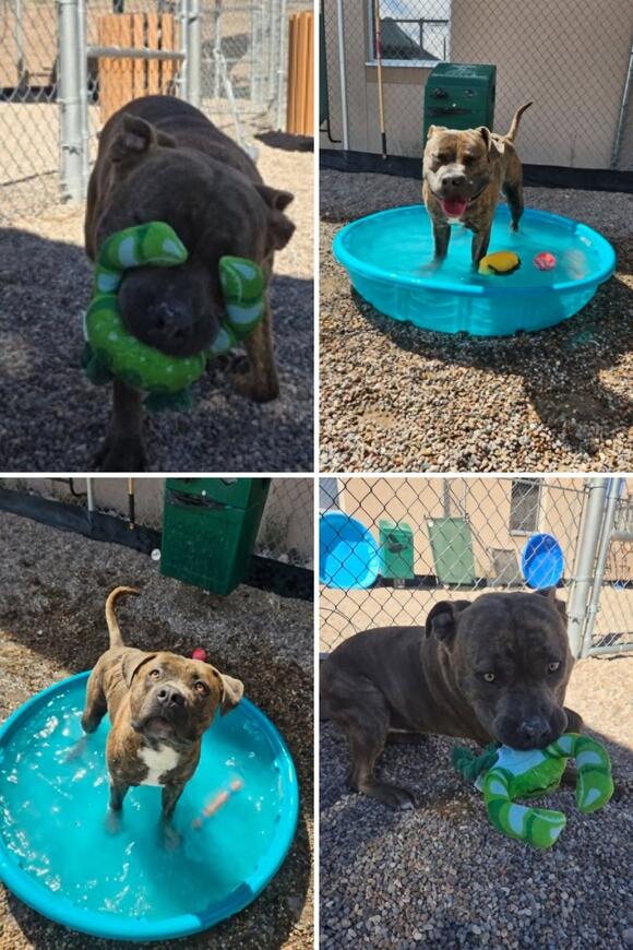 Playful Dog Oscar Available for Adoption - NewsBreak