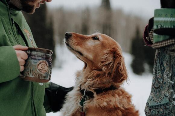 How Golden Retrievers Bring Sunshine to Quiet Retiree Days - NewsBreak