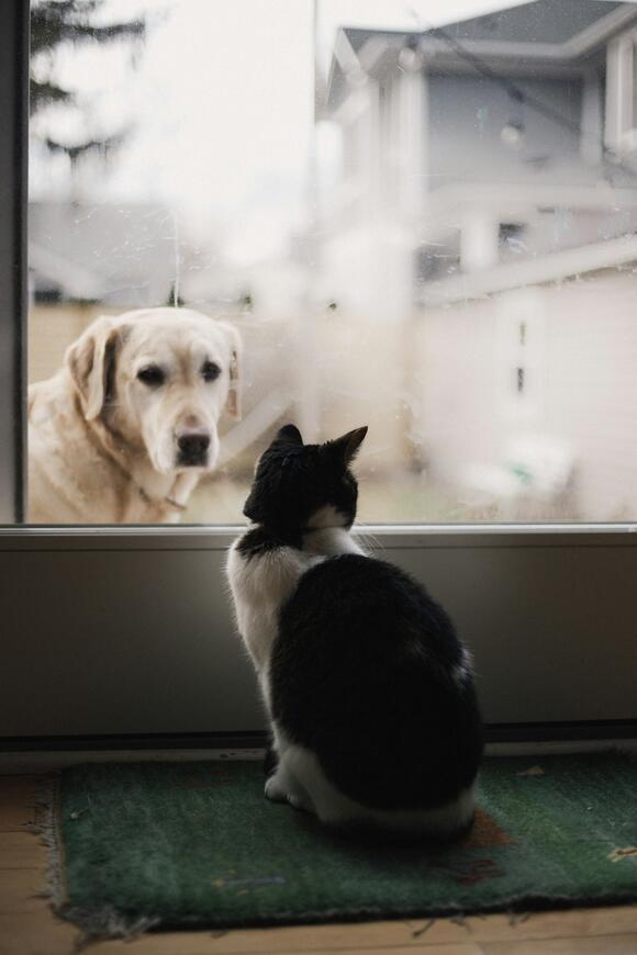 What Happens When Cats and Dogs Grow Up Together? - NewsBreak