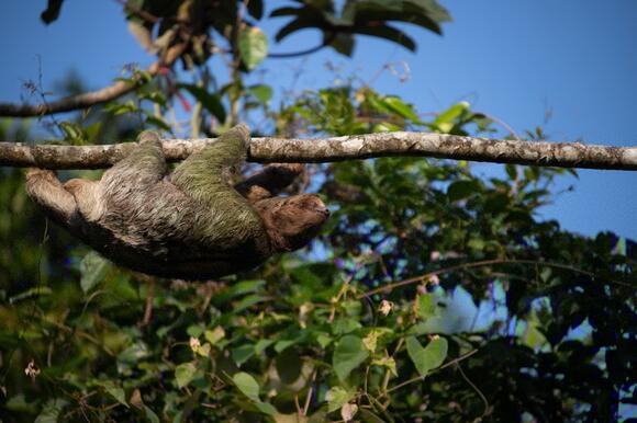 Why Sloths Are So Slow — And How That’s Weirdly Brilliant - NewsBreak