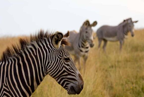 Witness the Tragic Fate of a Zebra Caught in a Croc-Filled Pit and then ...