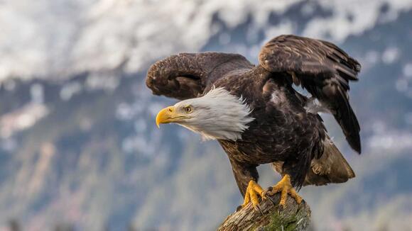 Why You’re More Likely to See Bald Eagles in Winter - NewsBreak