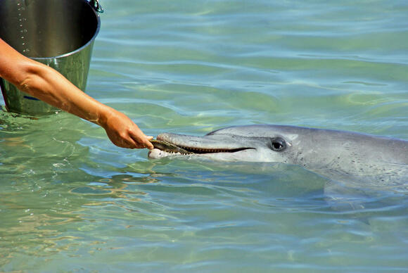What U.S. Marine Biologists Are Learning From Dolphin Pods - NewsBreak