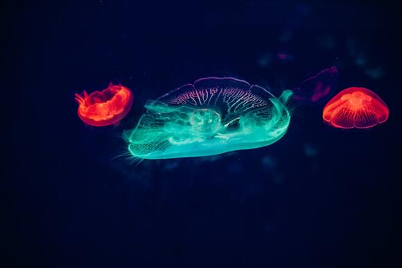 The Ocean’s Midnight Zone: Life in the Planet’s Most Extreme Pressure ...