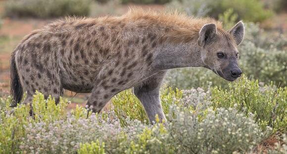 The Pungent Scent of the Male Brown Hyena - NewsBreak