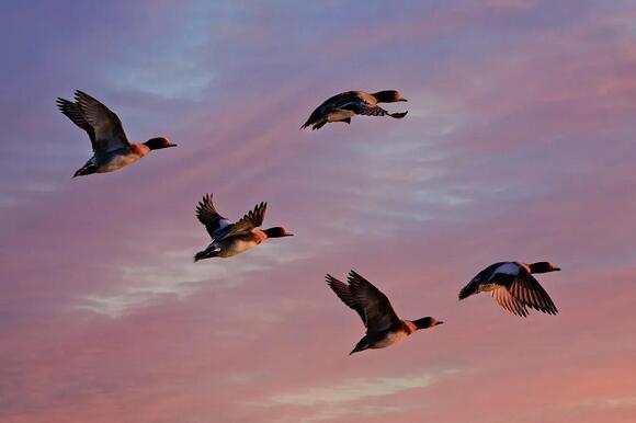 Birds Use Intricate Migratory Paths That Span Continents, a True Marvel ...