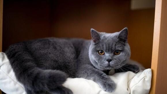 12 Best and Worst Cat Breeds for First Time Owners Across the United ...