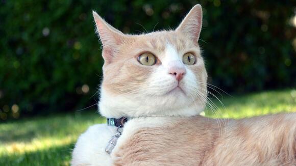 10 Surprising Sounds That Make Your Cat’s Ears Perk Up (and Why ...