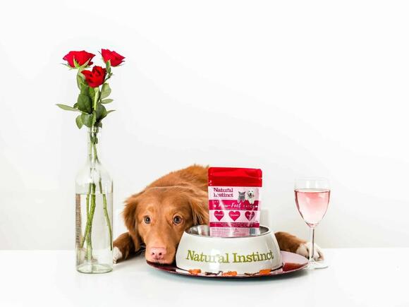 Cats vs Dogs Who Reigns Supreme on the Internet? - NewsBreak