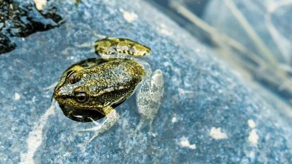 10 Amazing Biological Adaptations That Allow Animals to Thrive in ...