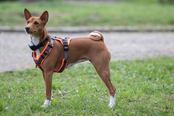 11 Dog Breeds That Rarely Bark - NewsBreak