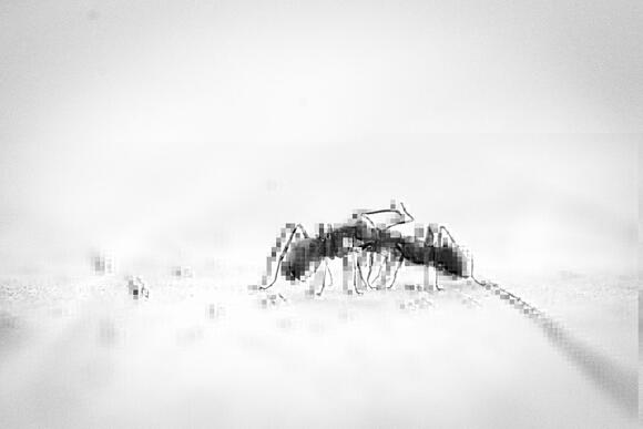 The Great Ant War: How Argentine Supercolonies Are Waging War and ...