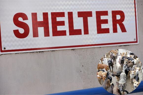Animal Shelter Euthanasia Concerns Lead To New Bell County Funding ...