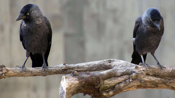 11 Animals That Have Mastered the Art of Tool Use - NewsBreak