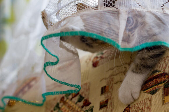 Purring or Plotting? — 10 Hidden Signs Your Cat’s Not as Happy as You ...