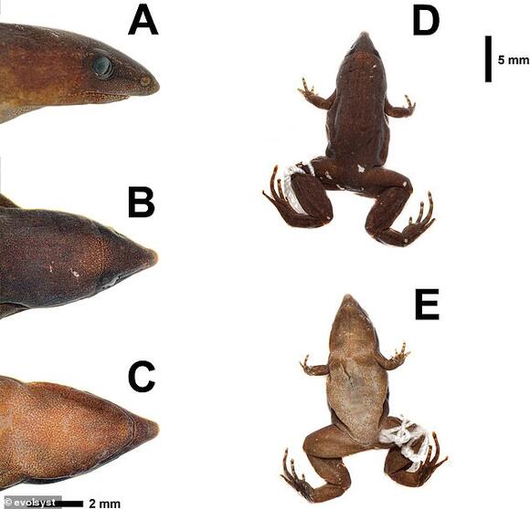 Meet the frog with a tapir-like nose: Bizarre new species is discovered ...
