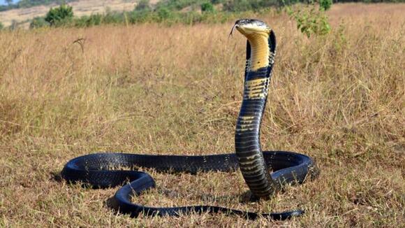 12 Snakes That Can Climb Walls - NewsBreak
