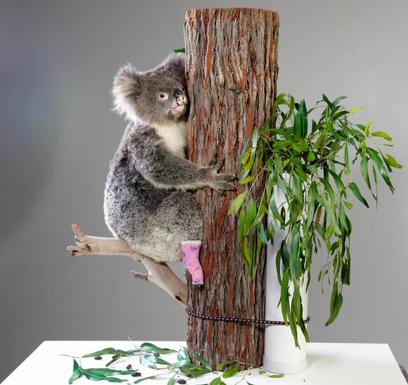 The Brain of a Koala: Fascinating Facts for International Wild Koala ...