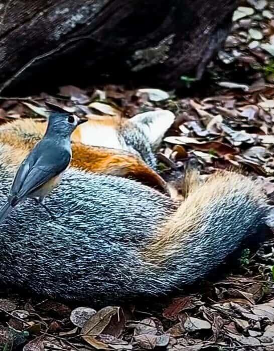Brave Bird Steals Fur From Snoozing Fox - NewsBreak