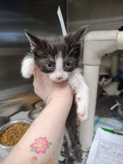 🐱 Playful Kittens and Young Cats Ready for Adoption in Florence - NewsBreak