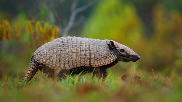 20 Fun and Unbelievable Animal Facts That Will Make Your Day - NewsBreak