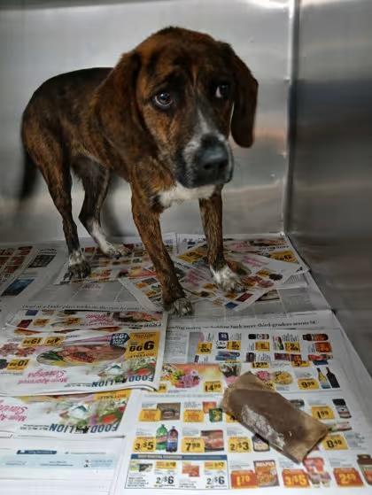 🐶 Playful & Loving Dogs Ready for Adoption in Georgetown - NewsBreak
