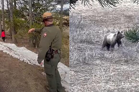 Yellowstone Visitors Completely Ignore Ranger’s Warning To Get Away ...
