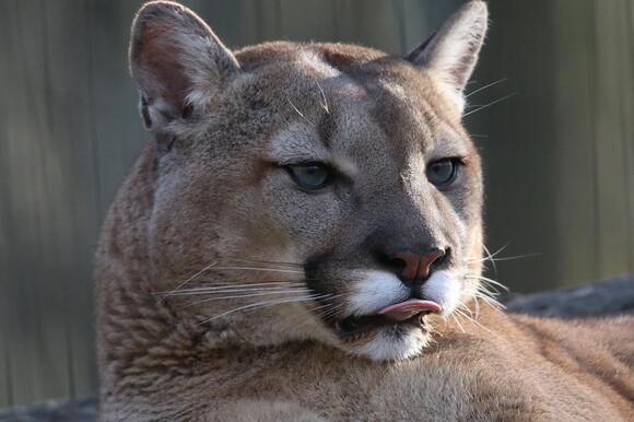 Always Remember This Trick If You’re Stalked by a Cougar - NewsBreak