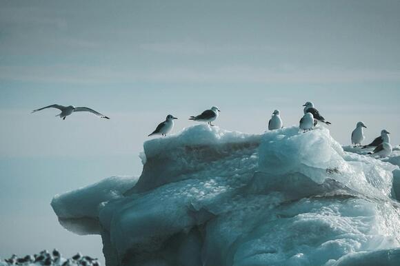The Longest Migration on Earth—Completed by a Bird - NewsBreak