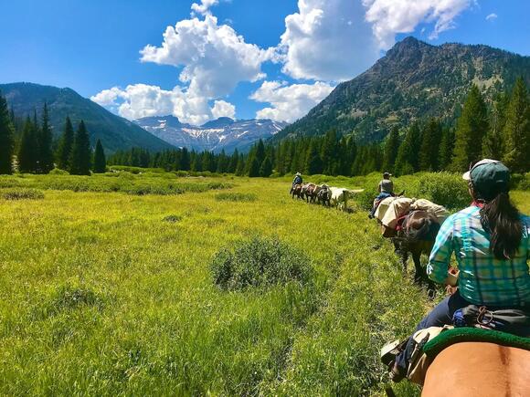 Yellowstone-area wolves observed moving pups to follow elk — upending ...