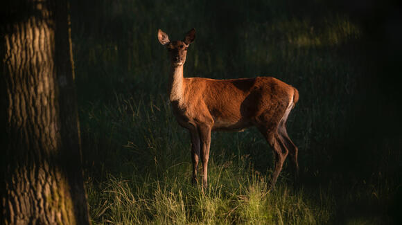 Deer With Mysterious Object on Its Head Seen in Viral Trail Cam Pic ...