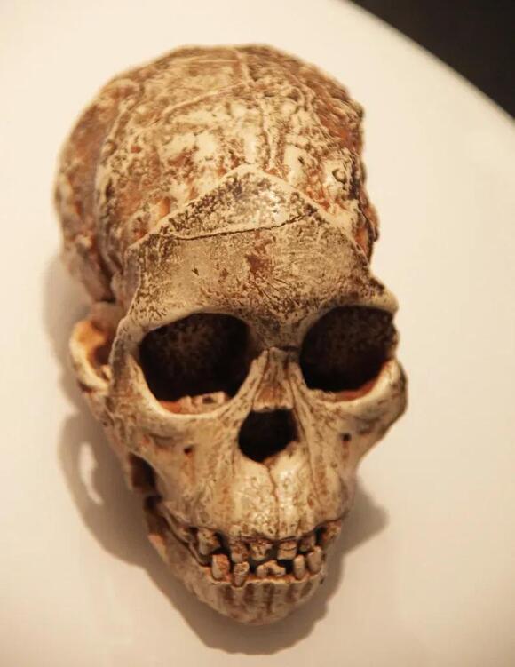 8 Prehistoric Discoveries Made by Complete Accident That Changed What ...