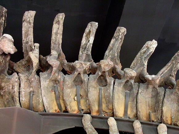 12 Amazing Dinosaur Adaptations That Defy Evolution - NewsBreak
