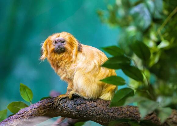 10 Smartest Monkey Species Ranked by Experts - NewsBreak