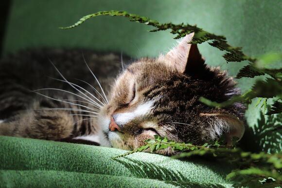 12 Cat Breeds That Form Strong Emotional Bonds With Their Humans ...