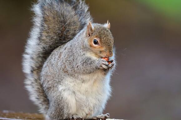 The Wildlife Truth Behind Ice Age’s Scrat and His Acorn - NewsBreak
