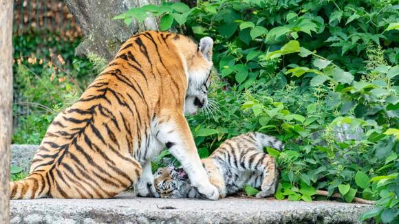 How Tigers Mark Their Territory Using Scent and Scratches - NewsBreak